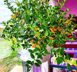 Goldfish plant: How to grow and care for Columnea plants?