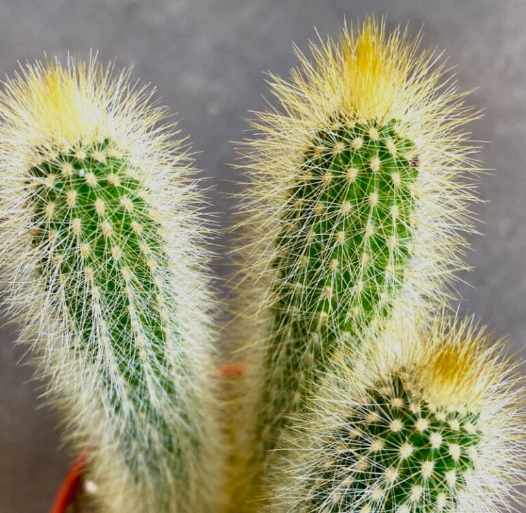 Cephalocereus: How to care for Old Man Cactus? plants bank