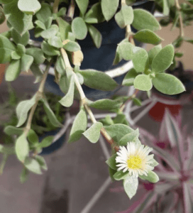 Aptenia plants: How to grow and care for Aptenia succulents?