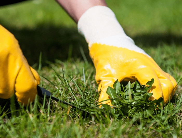 Weeding: Best tips for garden weed control - plants bank