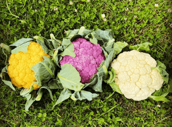Cauliflower Types: the best colored Cauliflower varieties around the world