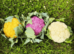 Cauliflower Types: the best colored Cauliflower varieties around the world