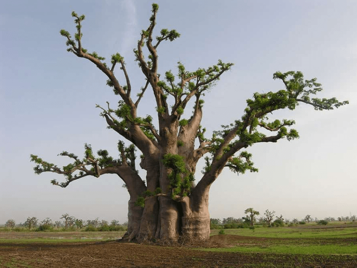 Baobab tree (Adansonia): the best tree of life species